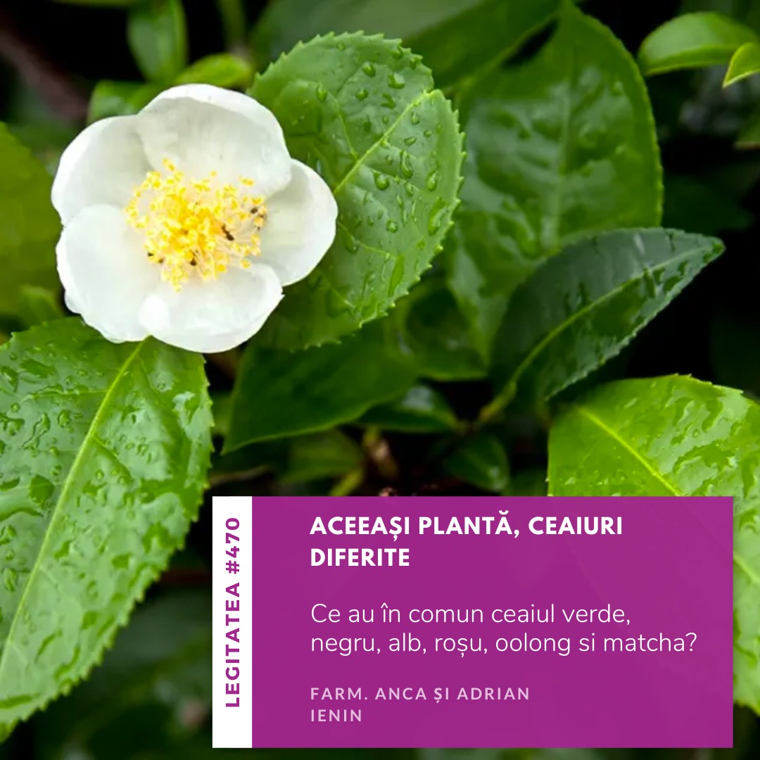 Tipuri de ceai – verde, negru, alb, roșu, matcha și oolong | Beneficii ...