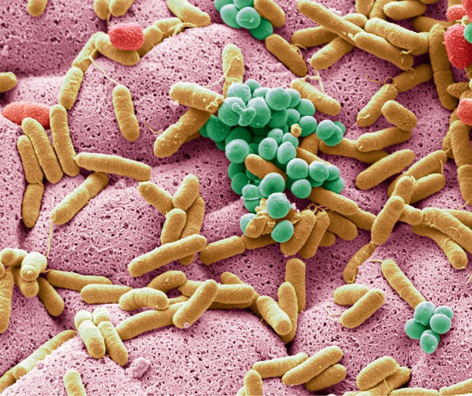 Apărătorii invizibili: rolul bacteriilor saprofite din microbiomul ...